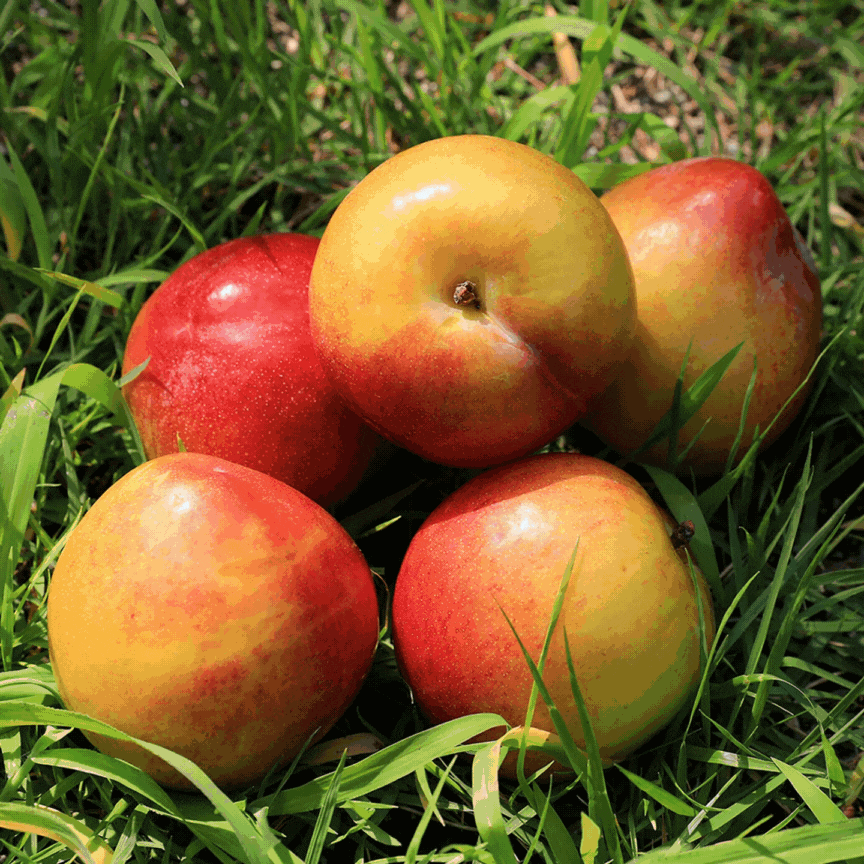 Korean Plum (400g~1kg) – New World Mart